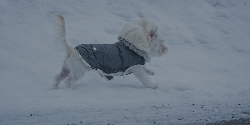 Pets and Winter Safety—What to Know